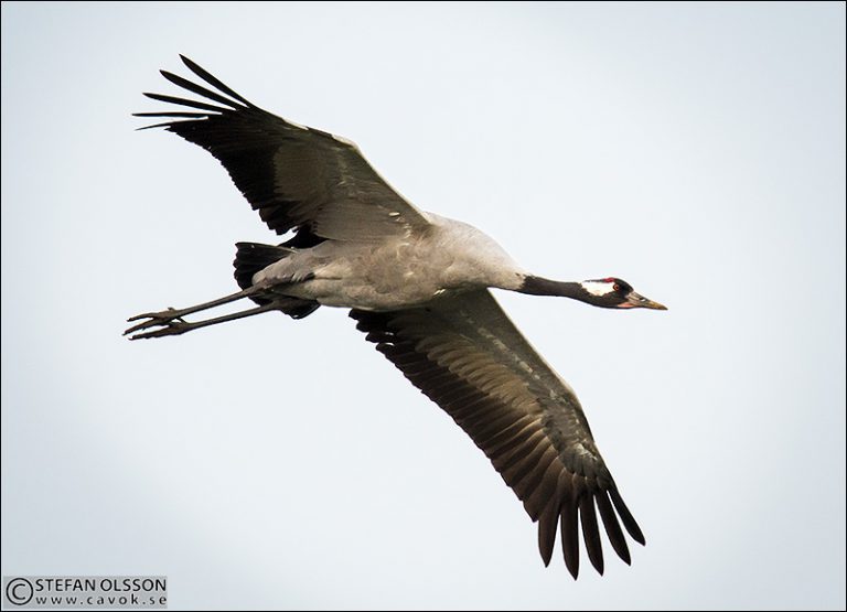 Trana vid Krankesjön | Bildbloggen